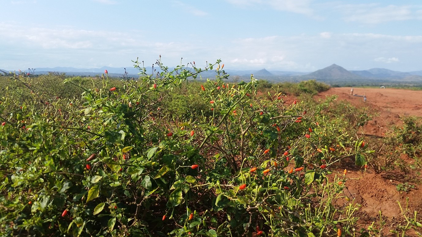Red Hot Chilli Peppers – Malawi Fruits