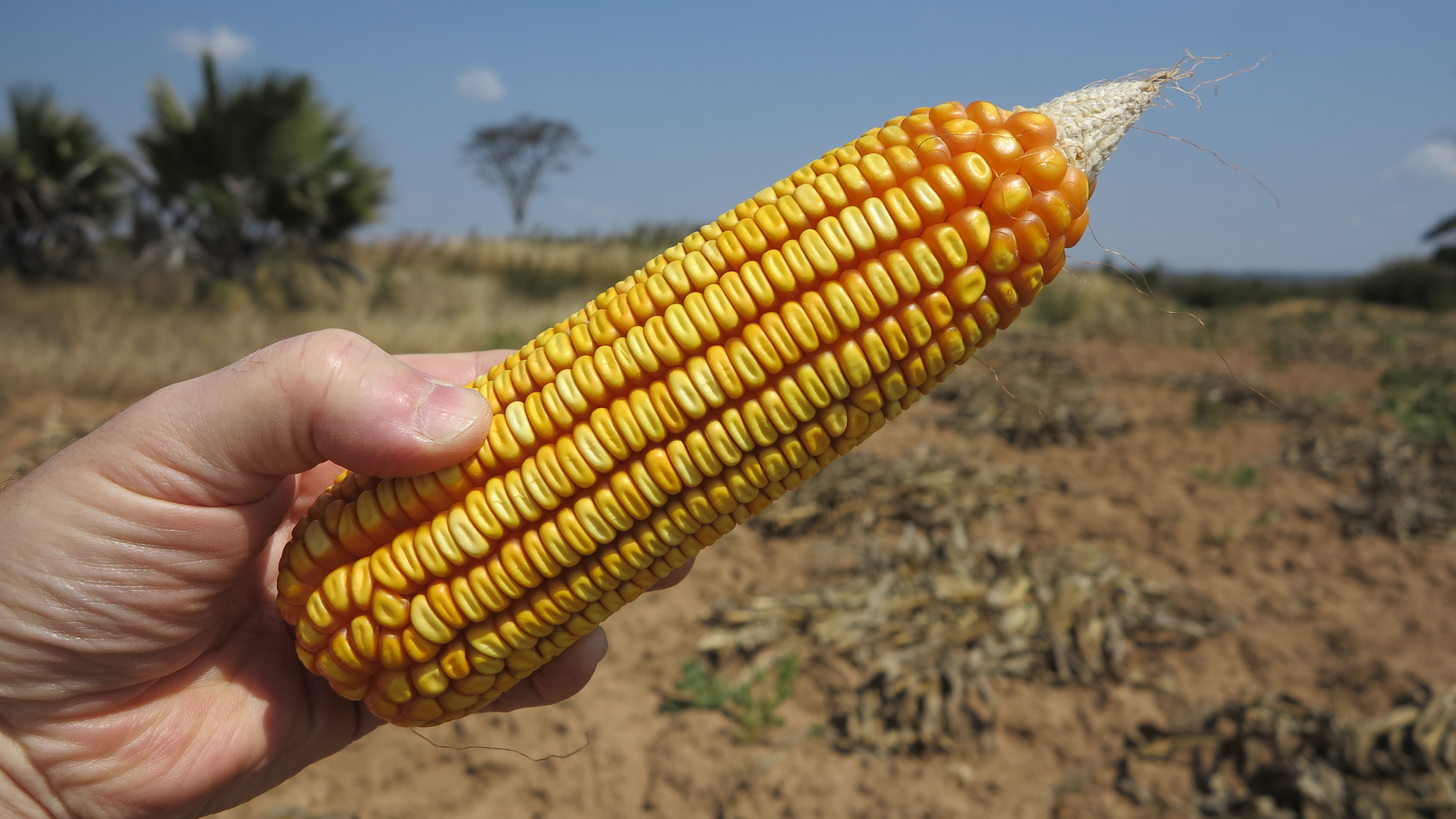 Kilimanjaro out the left window – Malawi Fruits