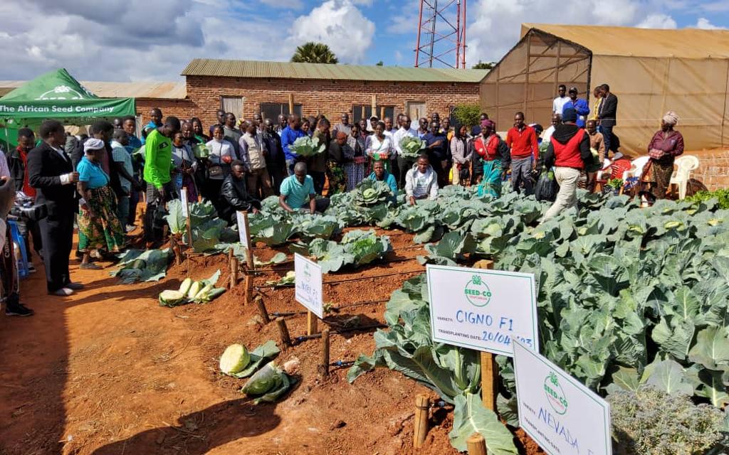 One step up and two steps back – Malawi Fruits